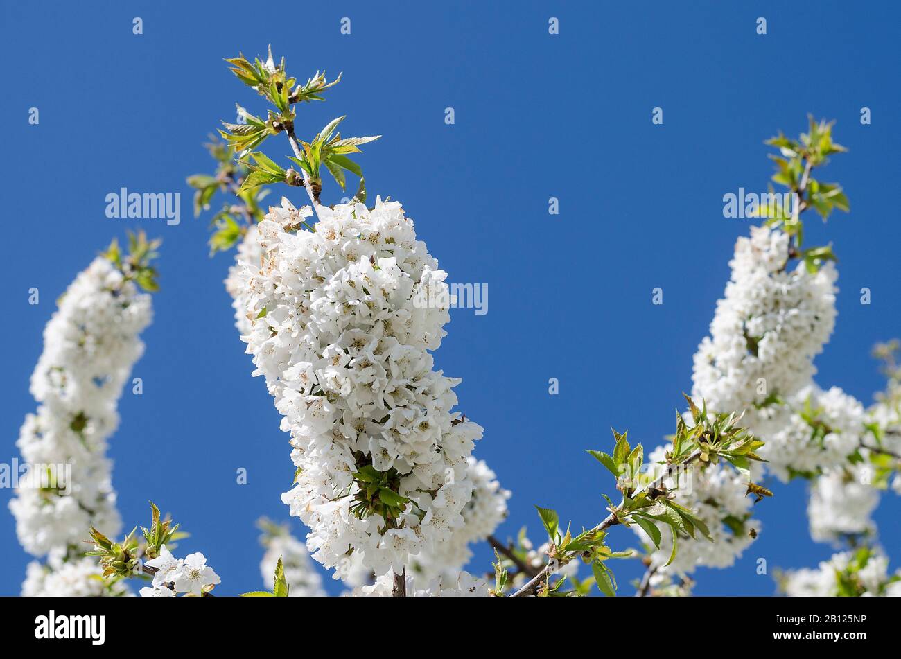 Buds and blossoms on the cherry tree in the spring time Stock Photo - Alamy