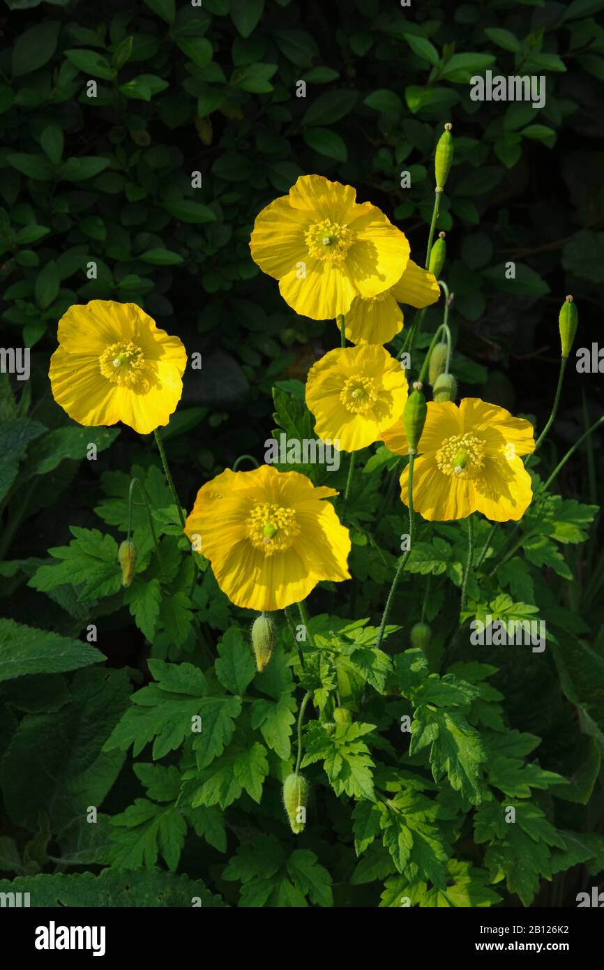 Welsh poppy meconopsis cambrica hi-res stock photography and images - Alamy