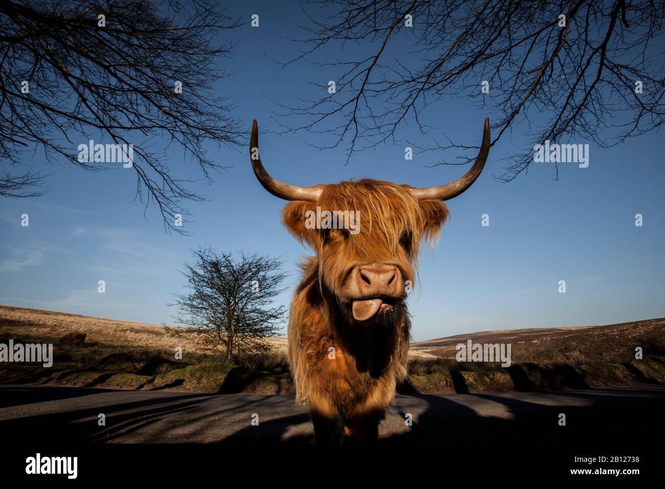 Exmoor highland cow hi-res stock photography and images - Alamy