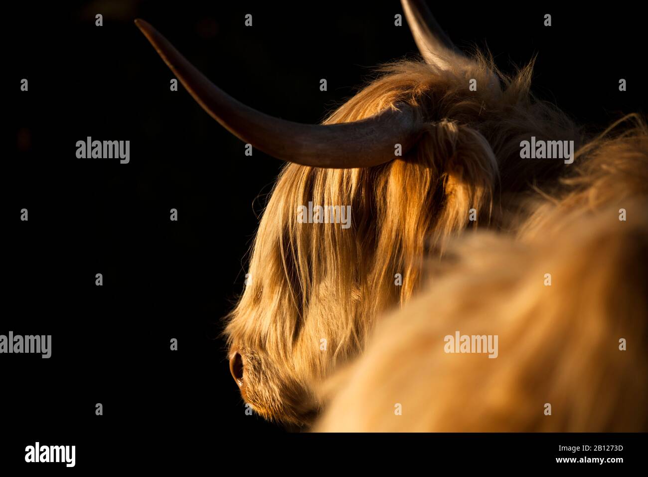 Exmoor highland cow hi-res stock photography and images - Alamy