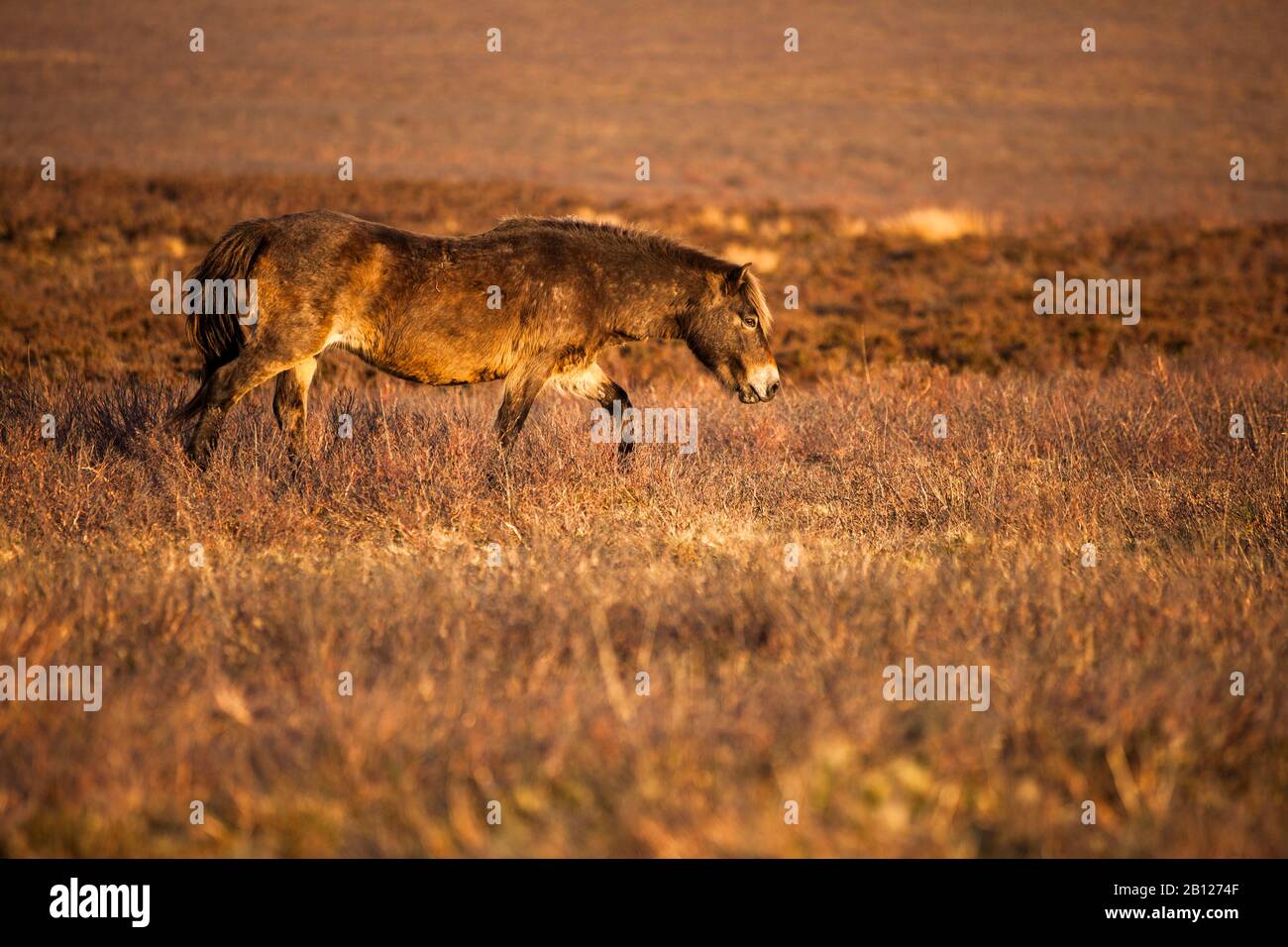 Highlands cow. Exmoor, England Stock Photo - Alamy