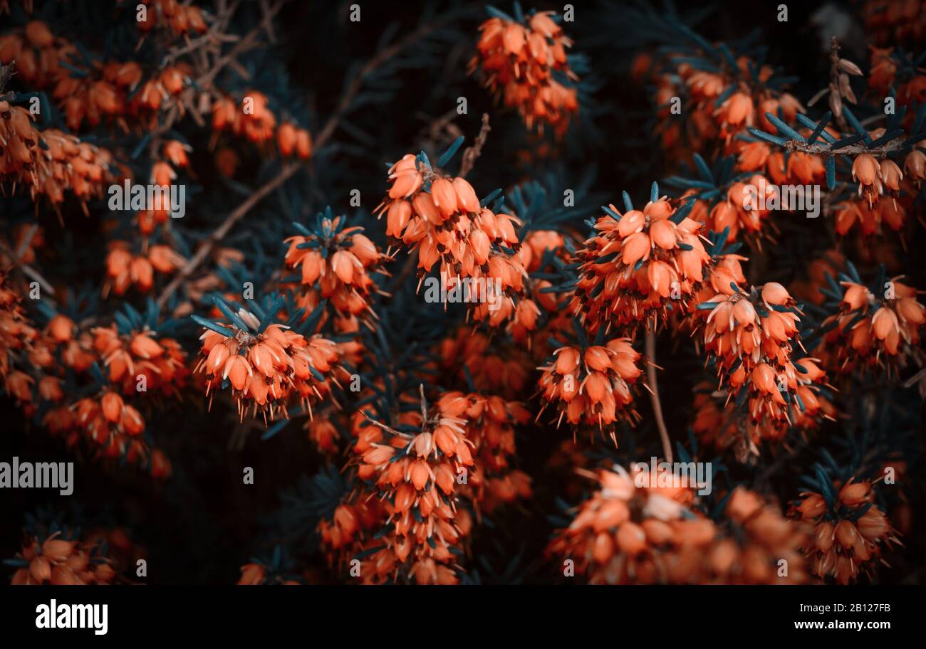 Beautiful purple heather cover in a Filled with of spring sunlight ...