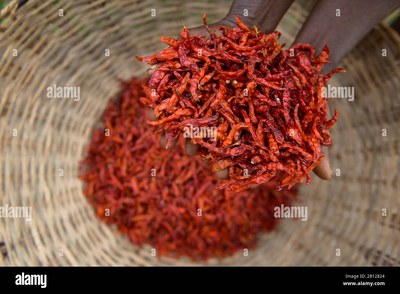 Drying and collecting red peppers, Nigerian countryside Stock Photo - Alamy