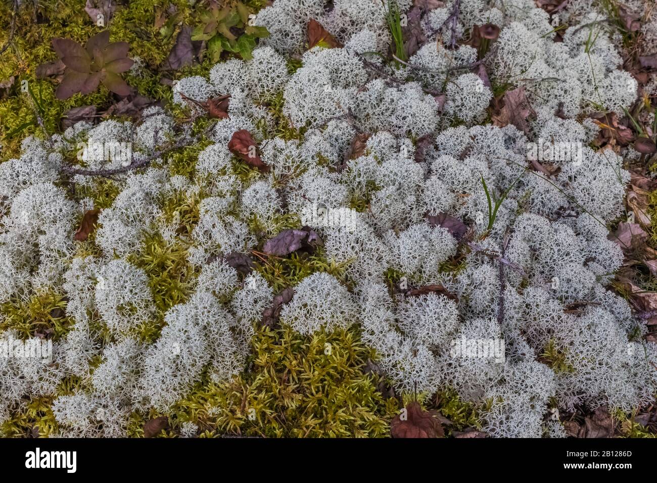 Reindeer lichen canada hi-res stock photography and images - Alamy