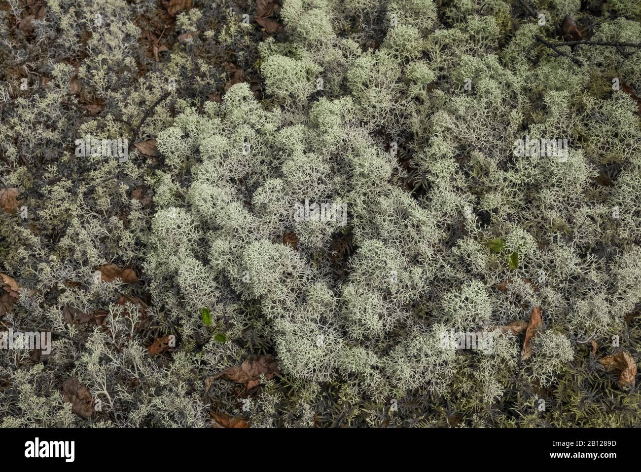 Reindeer lichen canada hi-res stock photography and images - Alamy