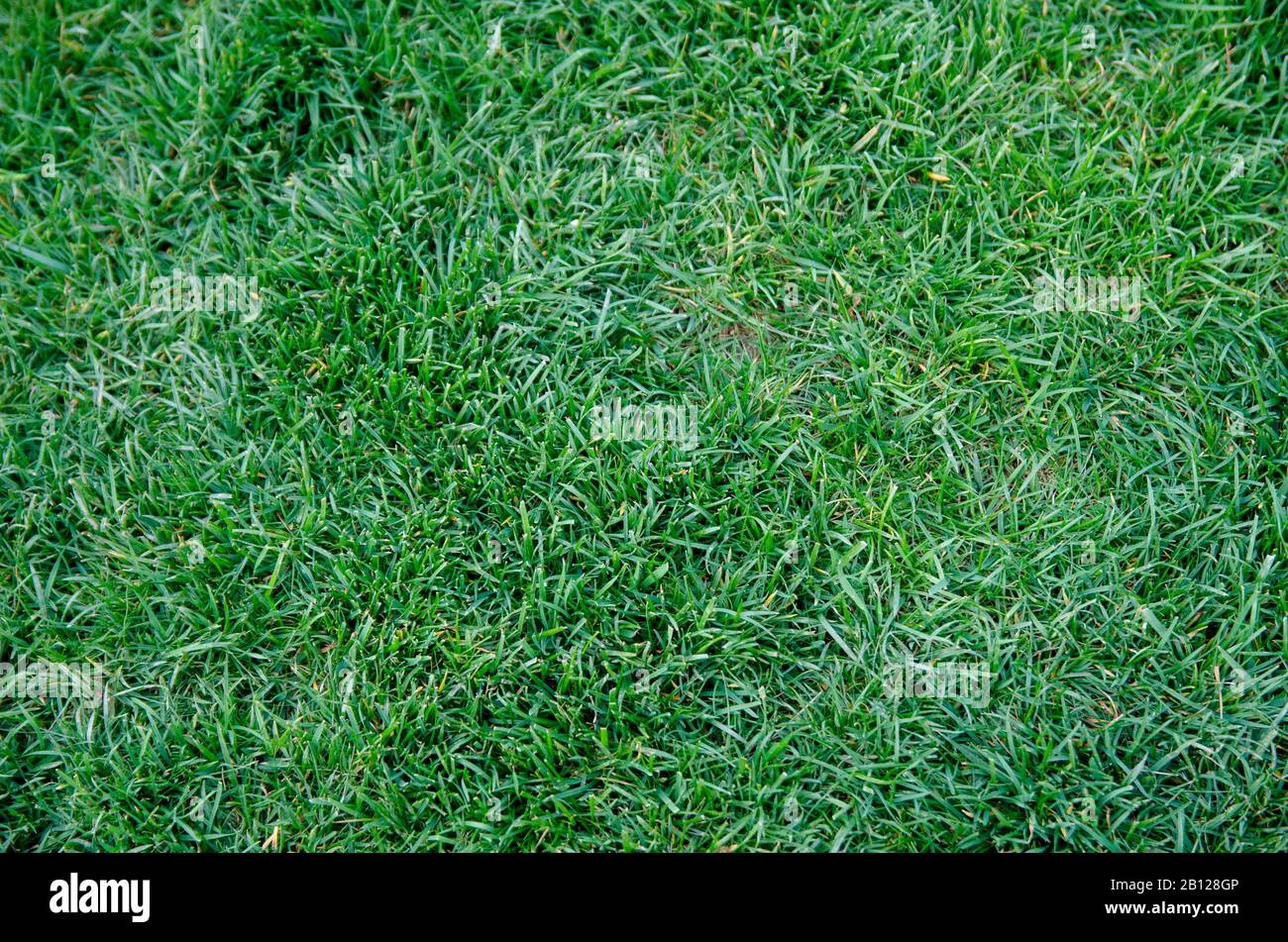 Grass Texture Natural Stock Photo - Alamy