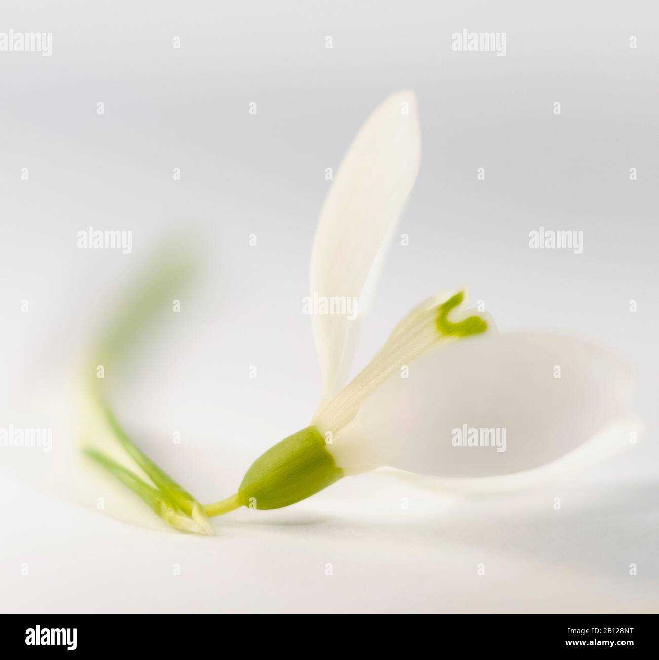 Snowdrop simple hi-res stock photography and images - Alamy