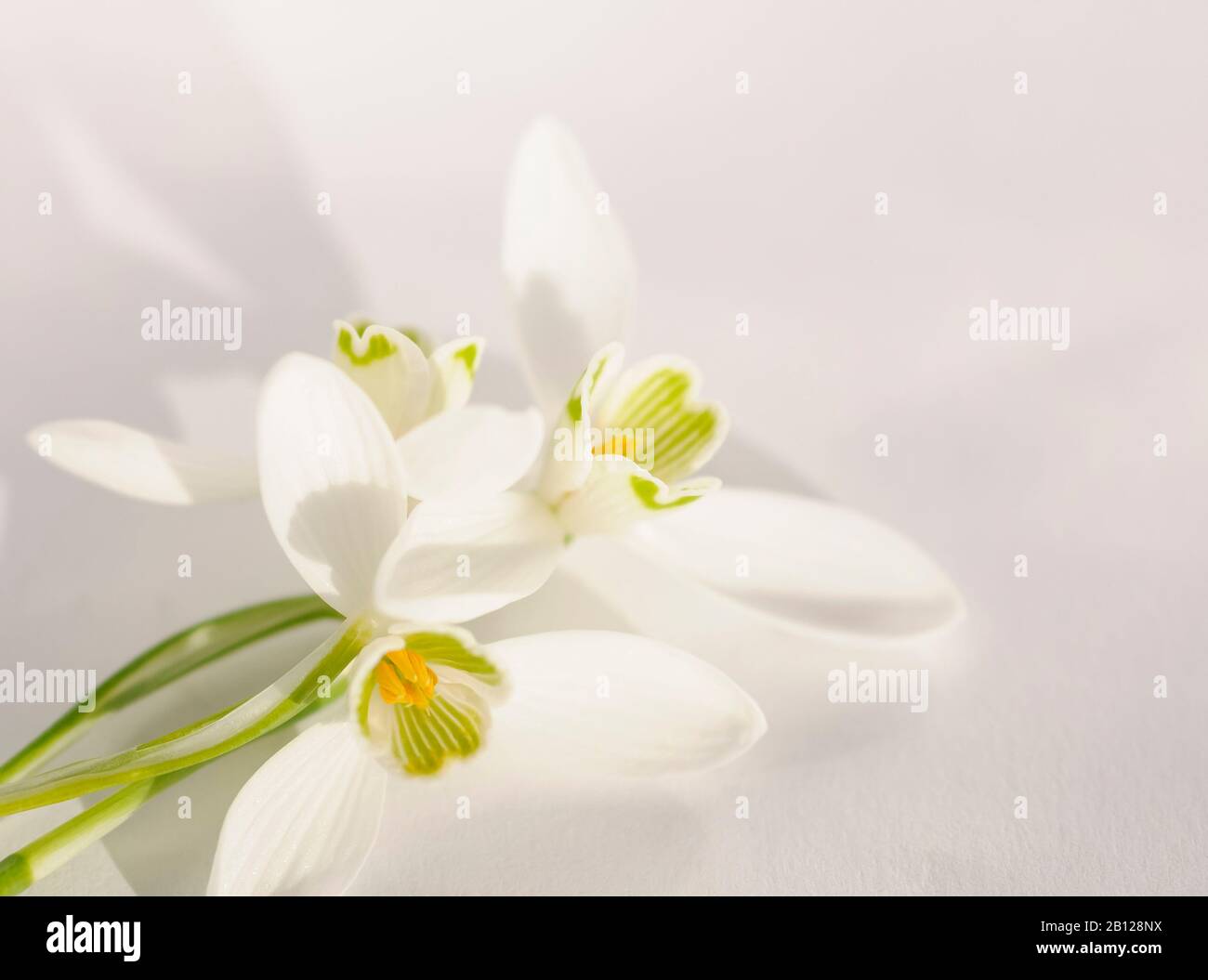 Snowdrop simple hi-res stock photography and images - Alamy