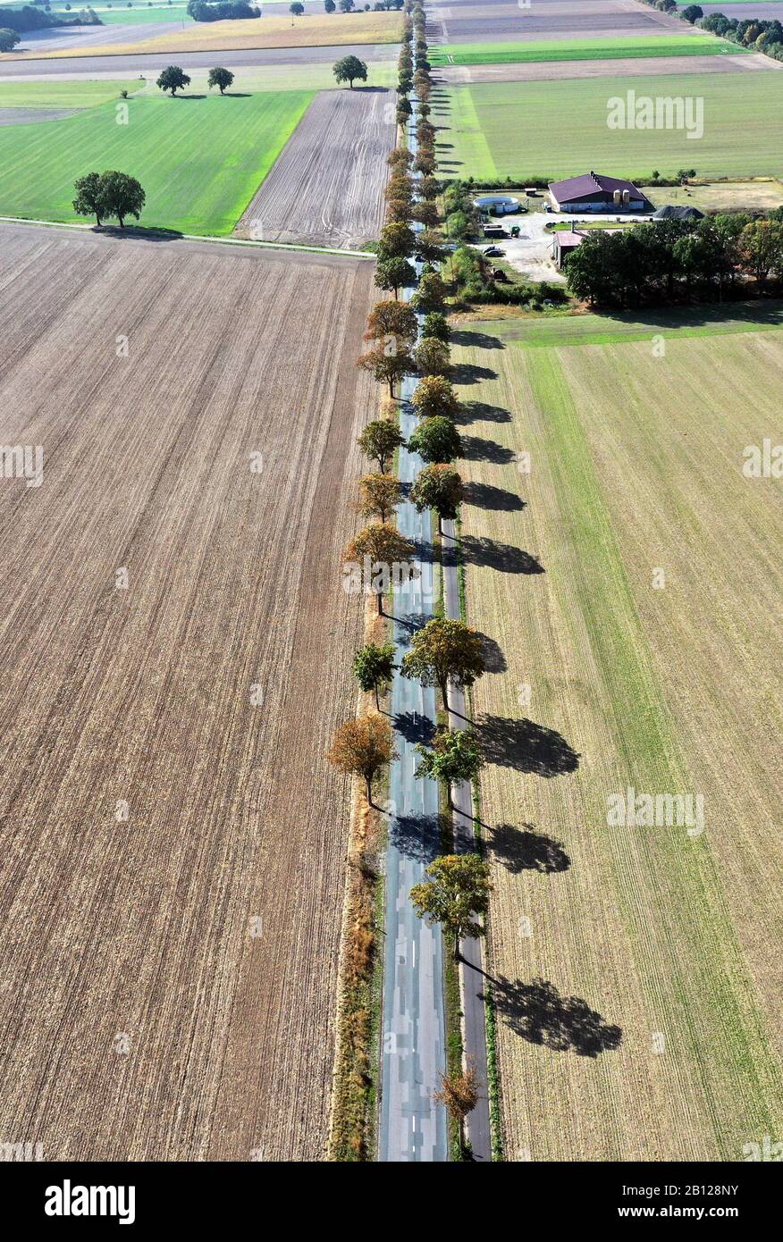 Aerial view of a dead straight asphalt road with trees at the edge ...