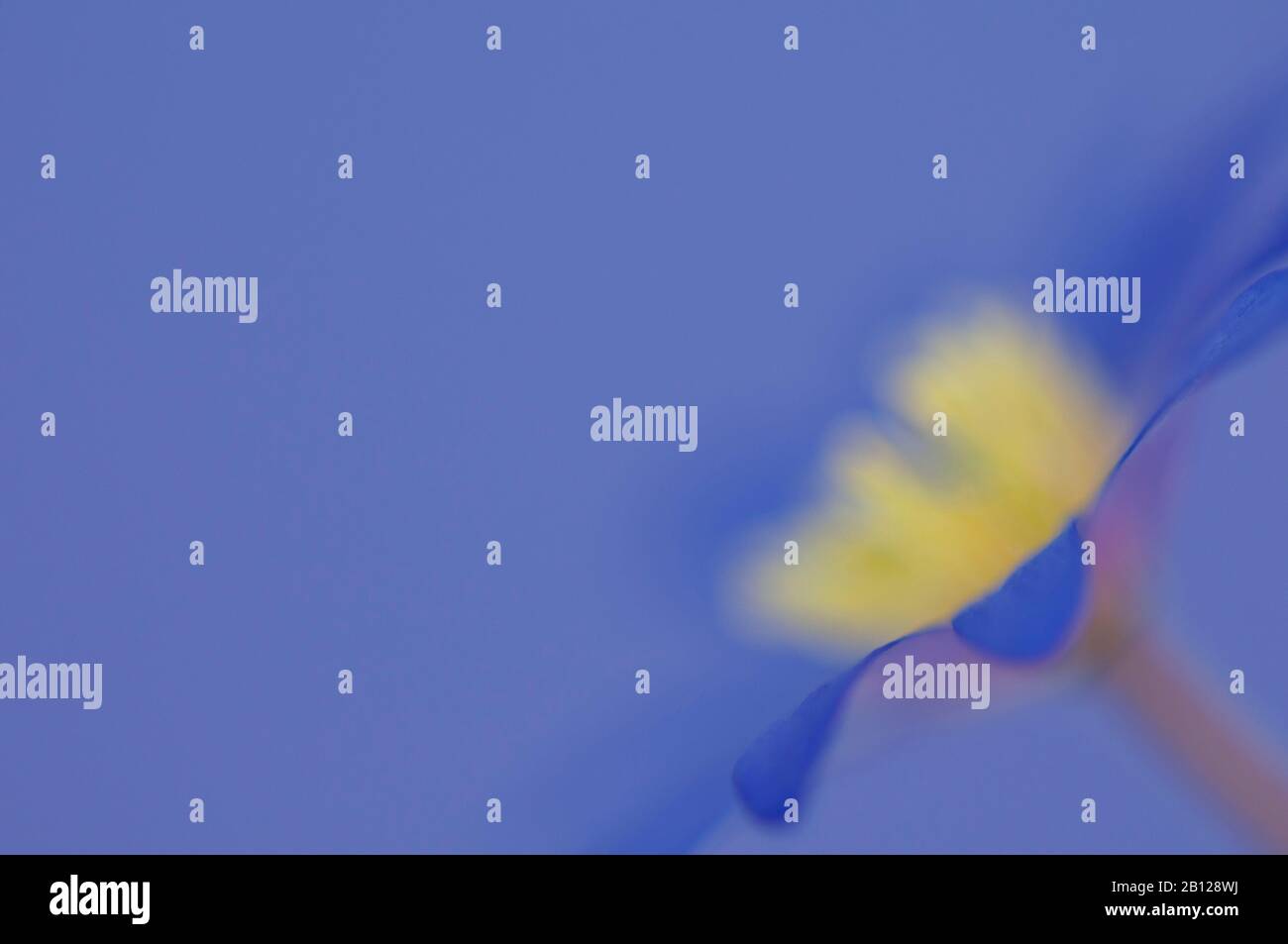 Soft windflower hi-res stock photography and images - Alamy