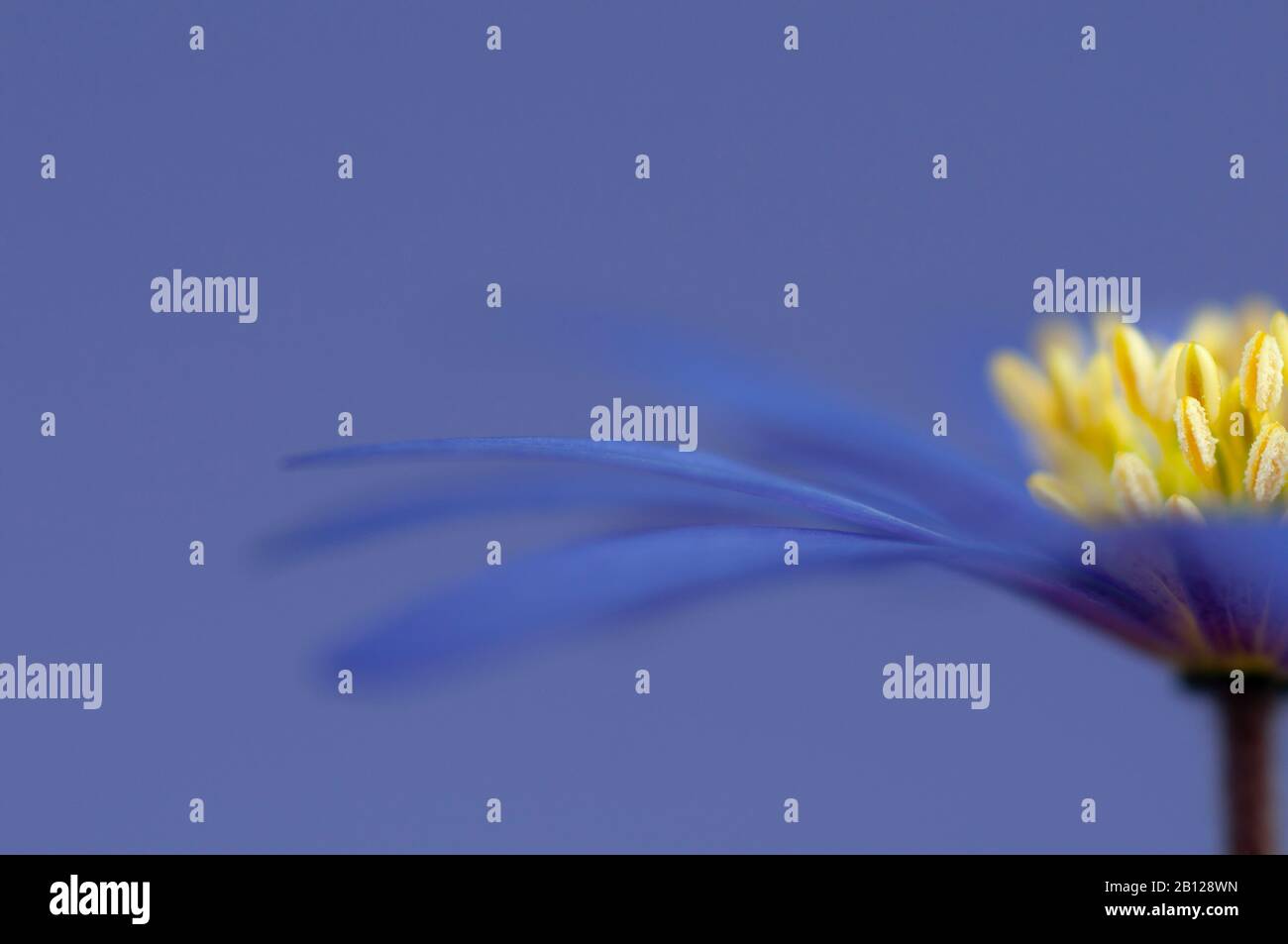 Section of blue windflower & stamens Stock Photo - Alamy