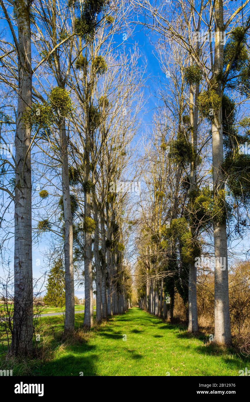 Bunches of European Mistletoe (Viscum album) growing on Poplar trees ...