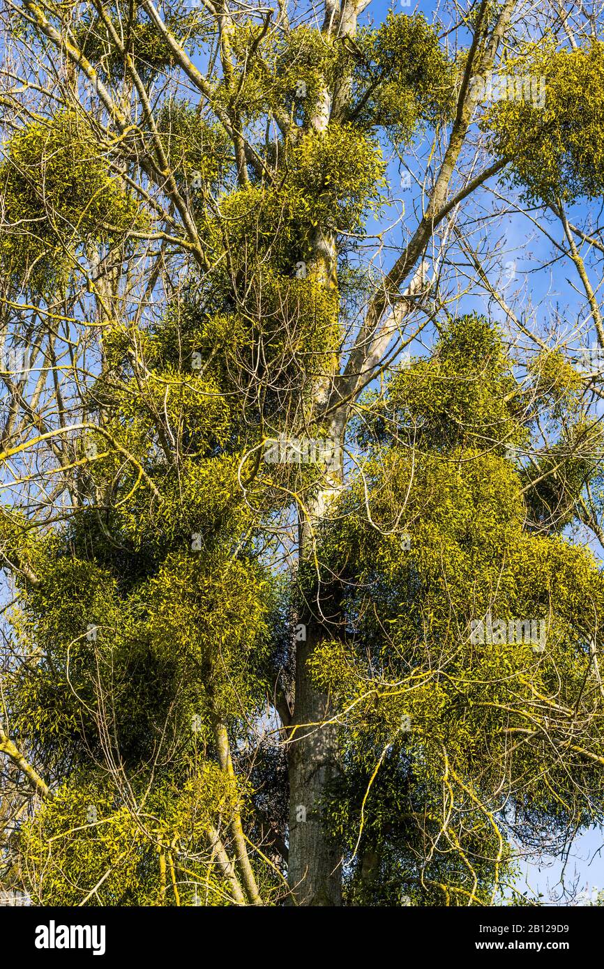 European poplar hi-res stock photography and images - Alamy