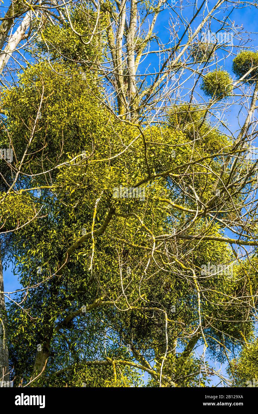 Trees with mistletoe hi-res stock photography and images - Alamy