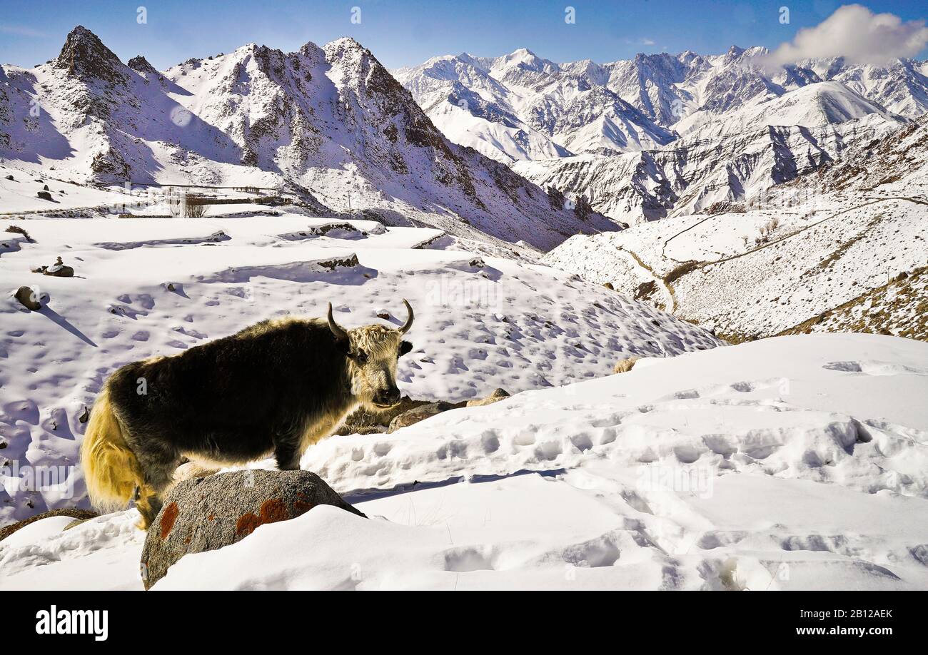 Ulley Valley Himalayas Ladakh High Resolution Stock Photography and ...