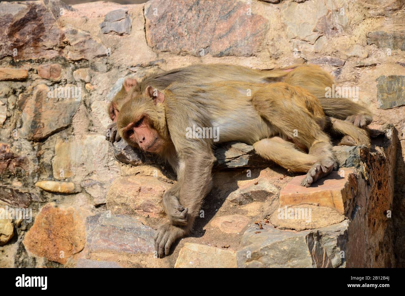 Monkey sleeping hi-res stock photography and images - Alamy