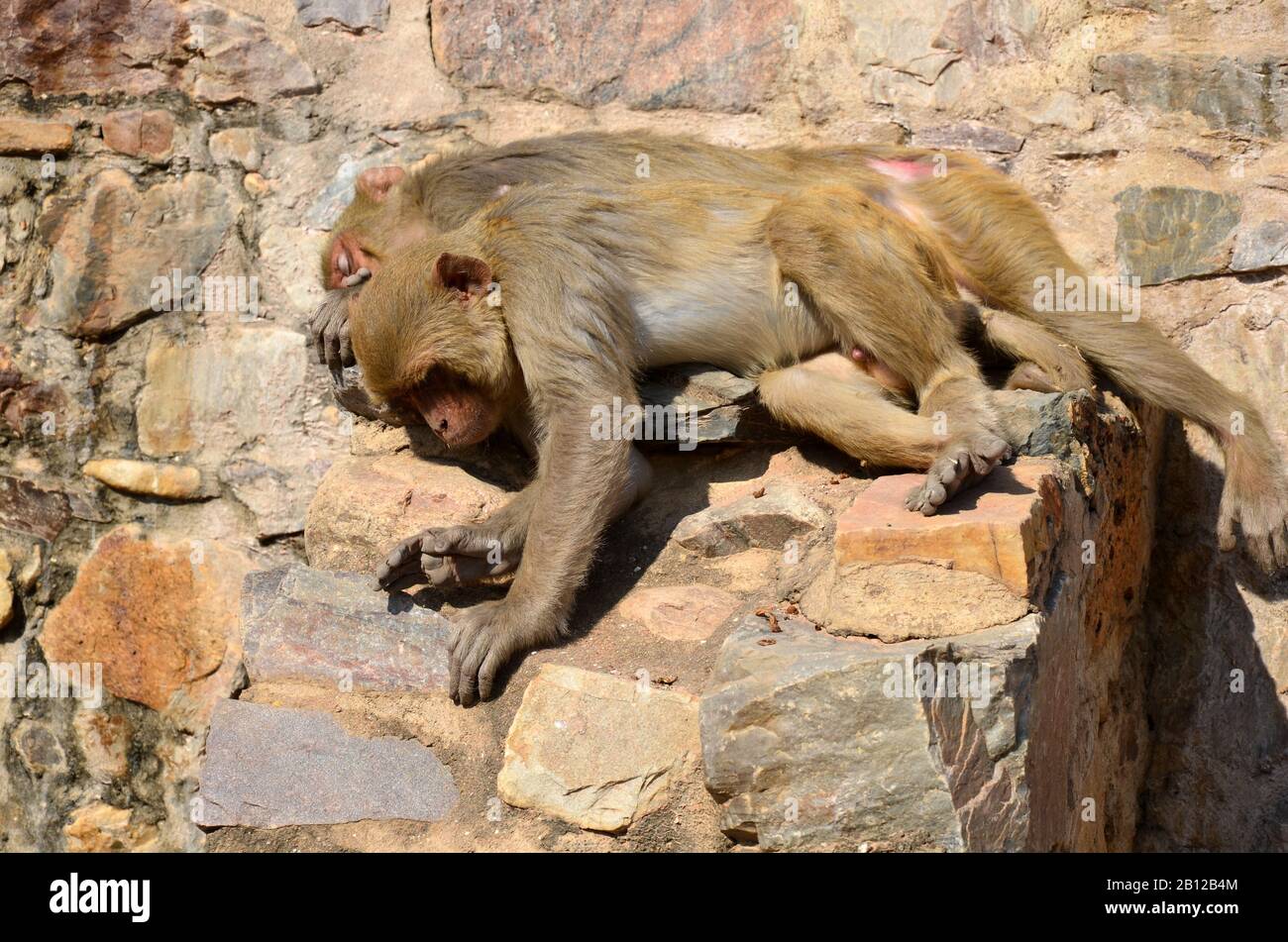 Monkey sleeping peacefully on a hot sunny day Stock Photo - Alamy