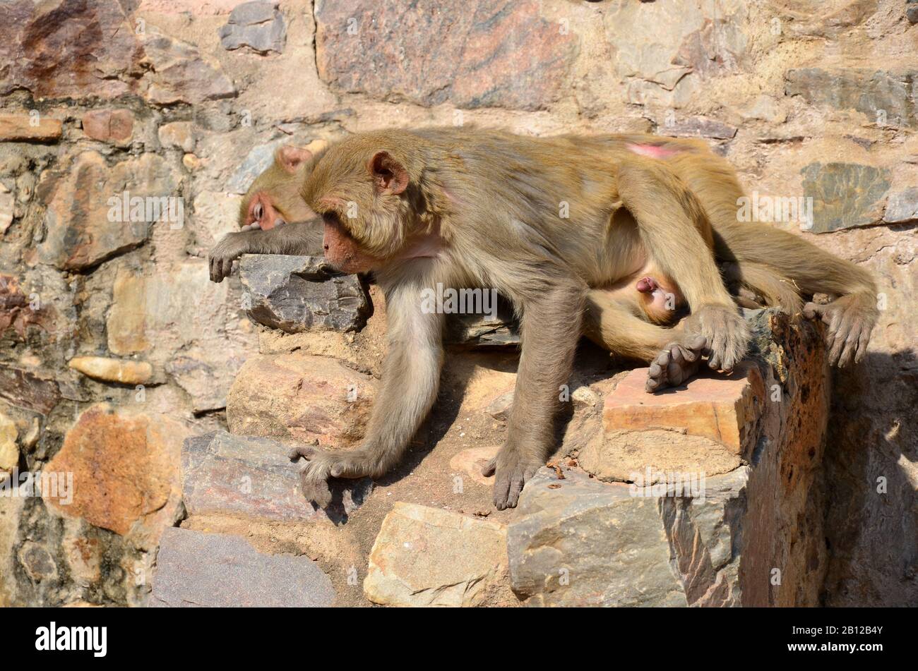 Hairy monkey hi-res stock photography and images - Alamy