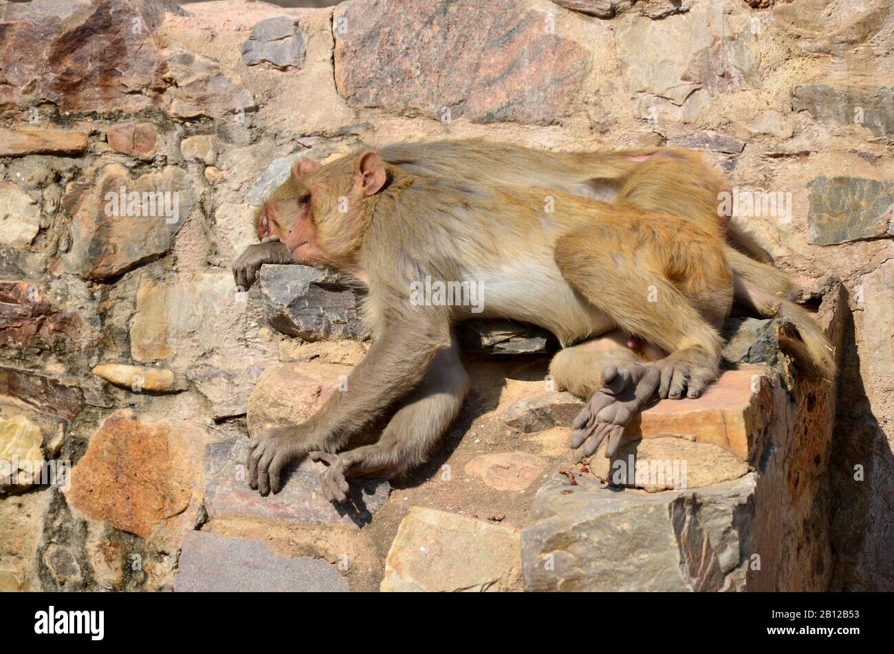 Monkey sleeping hi-res stock photography and images - Alamy