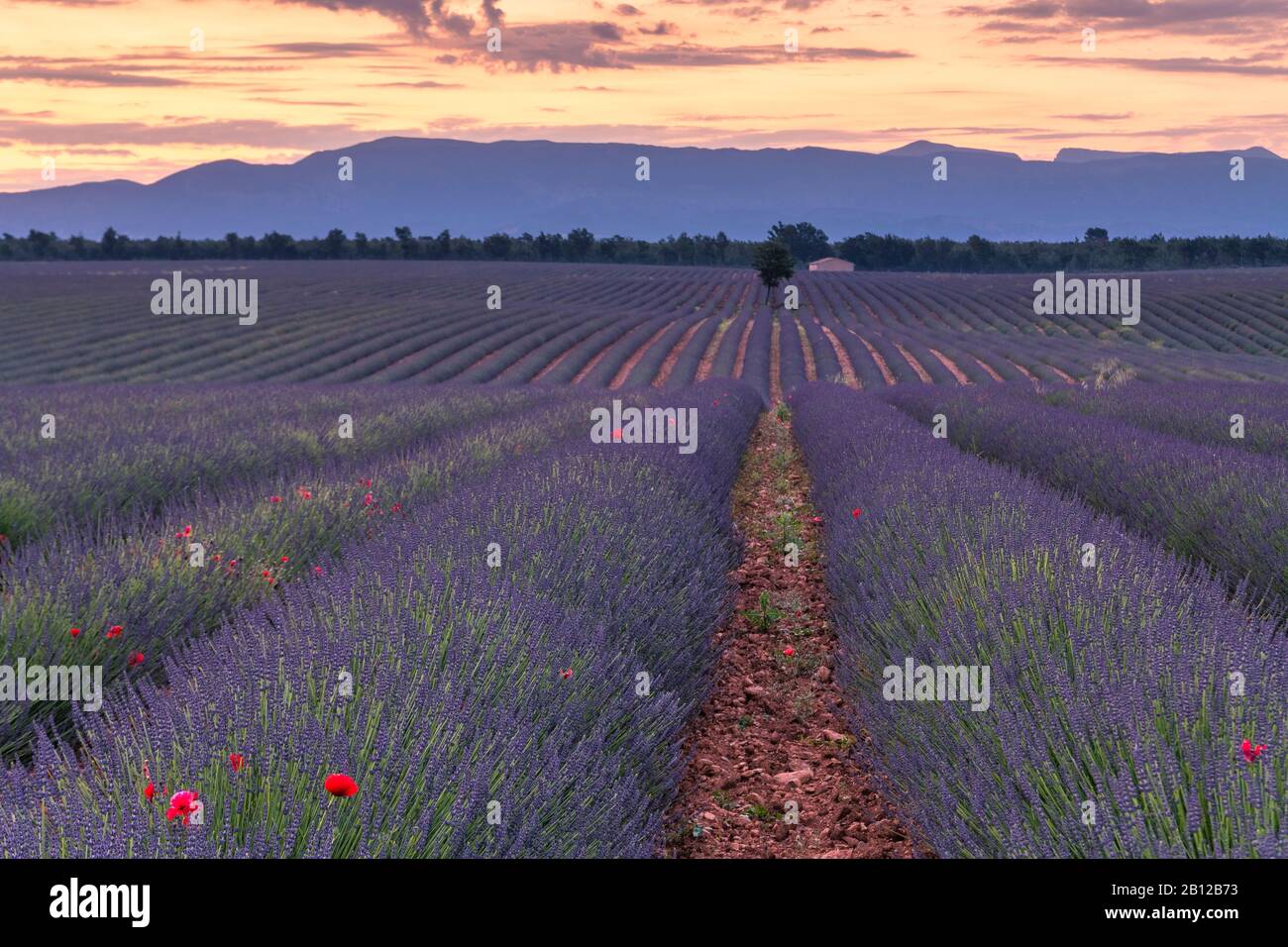 Sunrise over a lavender field at Valensole, Provence, southern France Stock Photo - Alamy