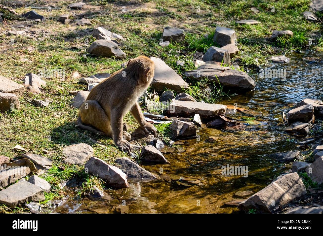 Quenching the thirst - A monkey drinking water from a clear water ...
