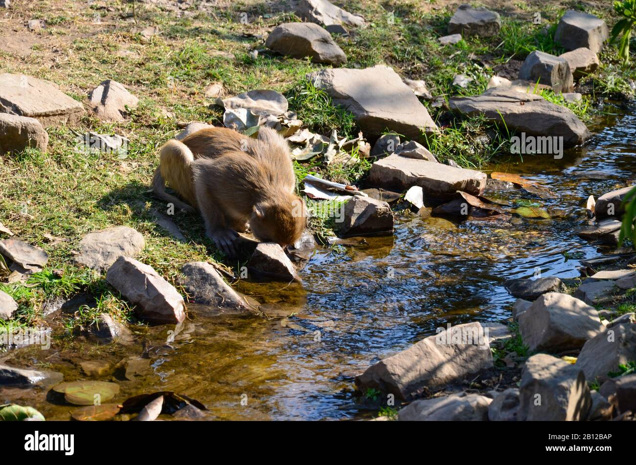 Quenching the thirst - A monkey drinking water from a clear water ...