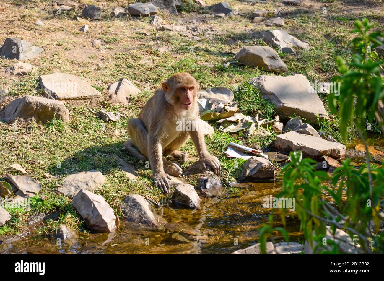 Quenching the thirst - A monkey drinking water from a clear water ...