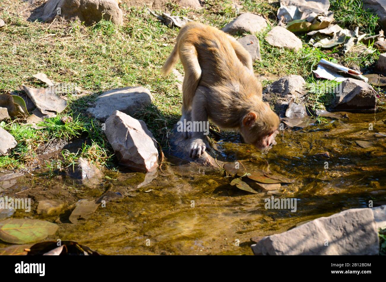 Quenching the thirst - A monkey drinking water from a clear water ...