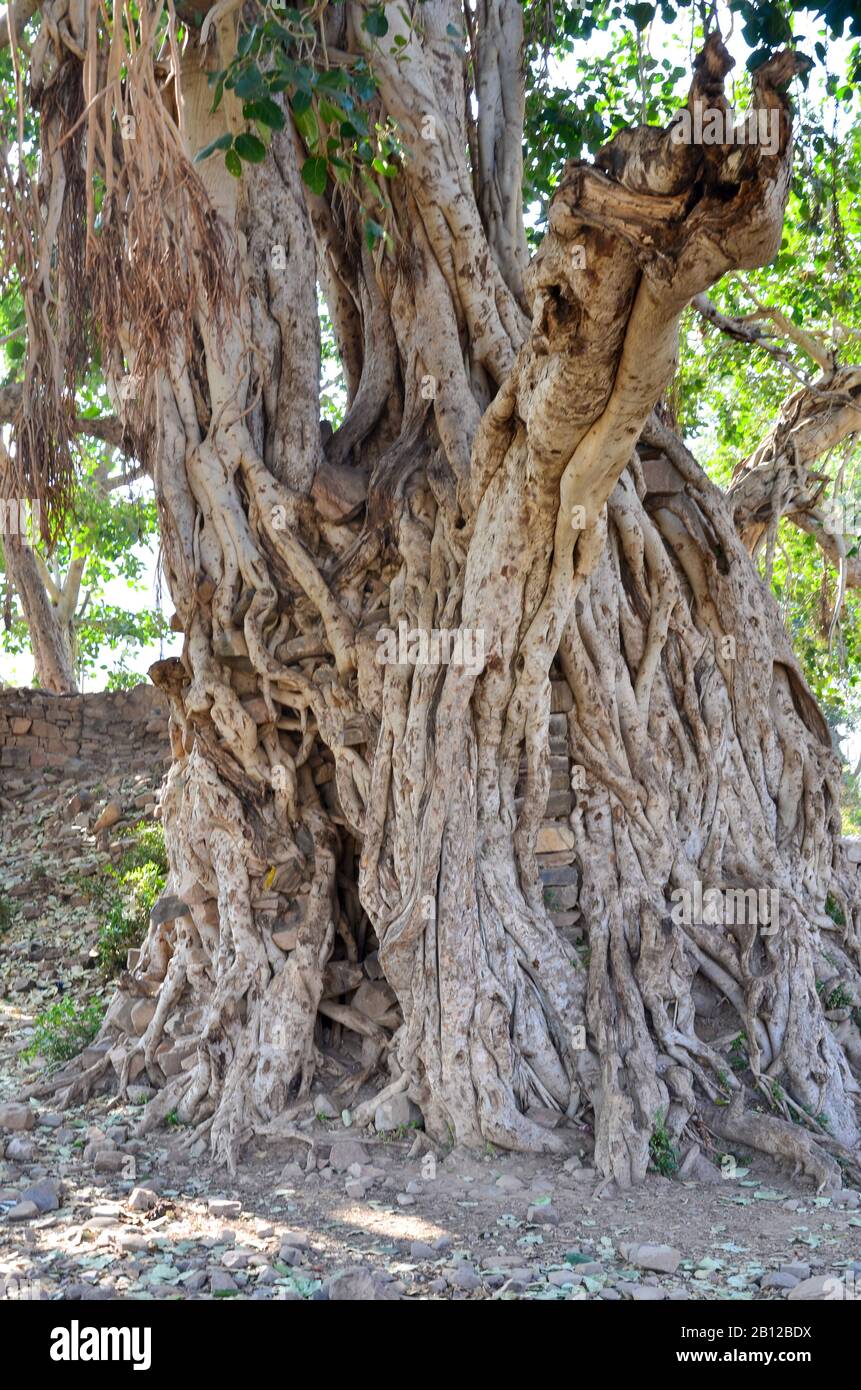 Old tree roots wrapped around hi-res stock photography and images - Alamy