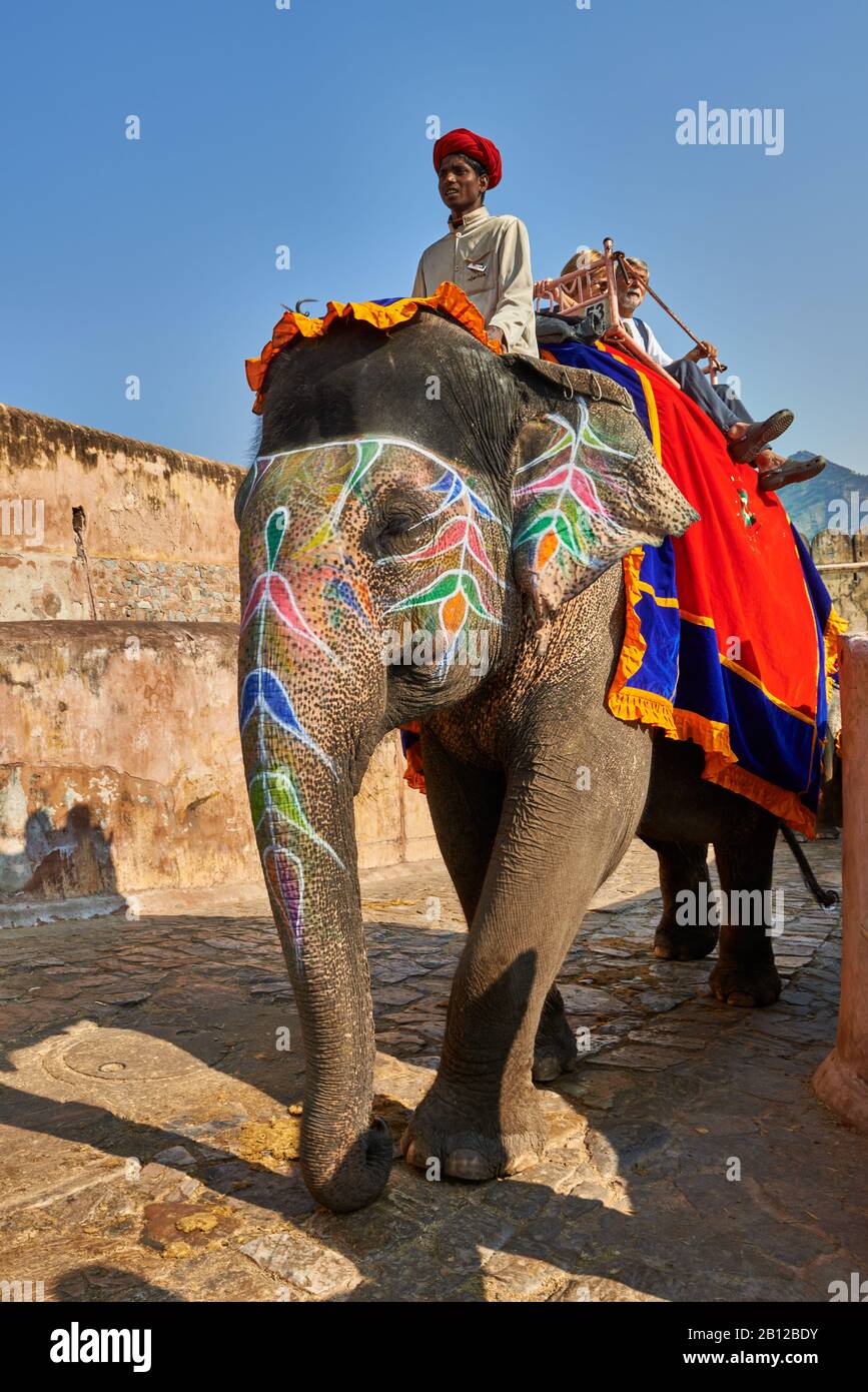 brightly painted Indian elephants bring tourists to the Amer Fort ...