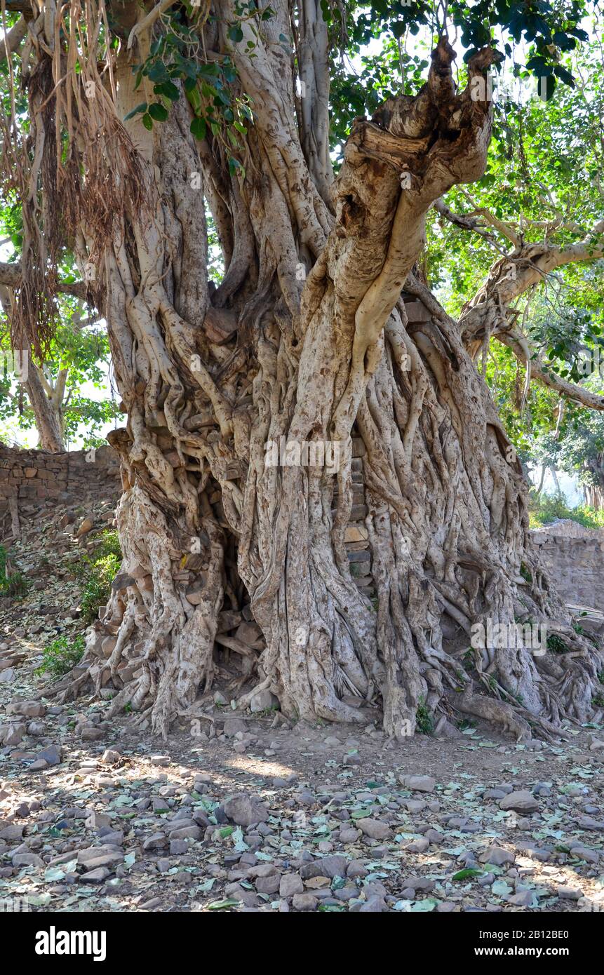 Roots of an old banyan tree neatly wrapped around a small brick ...