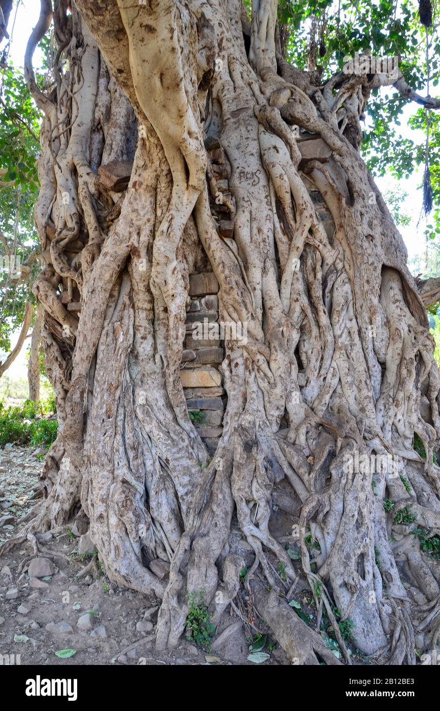 Old tree roots wrapped around hi-res stock photography and images - Alamy
