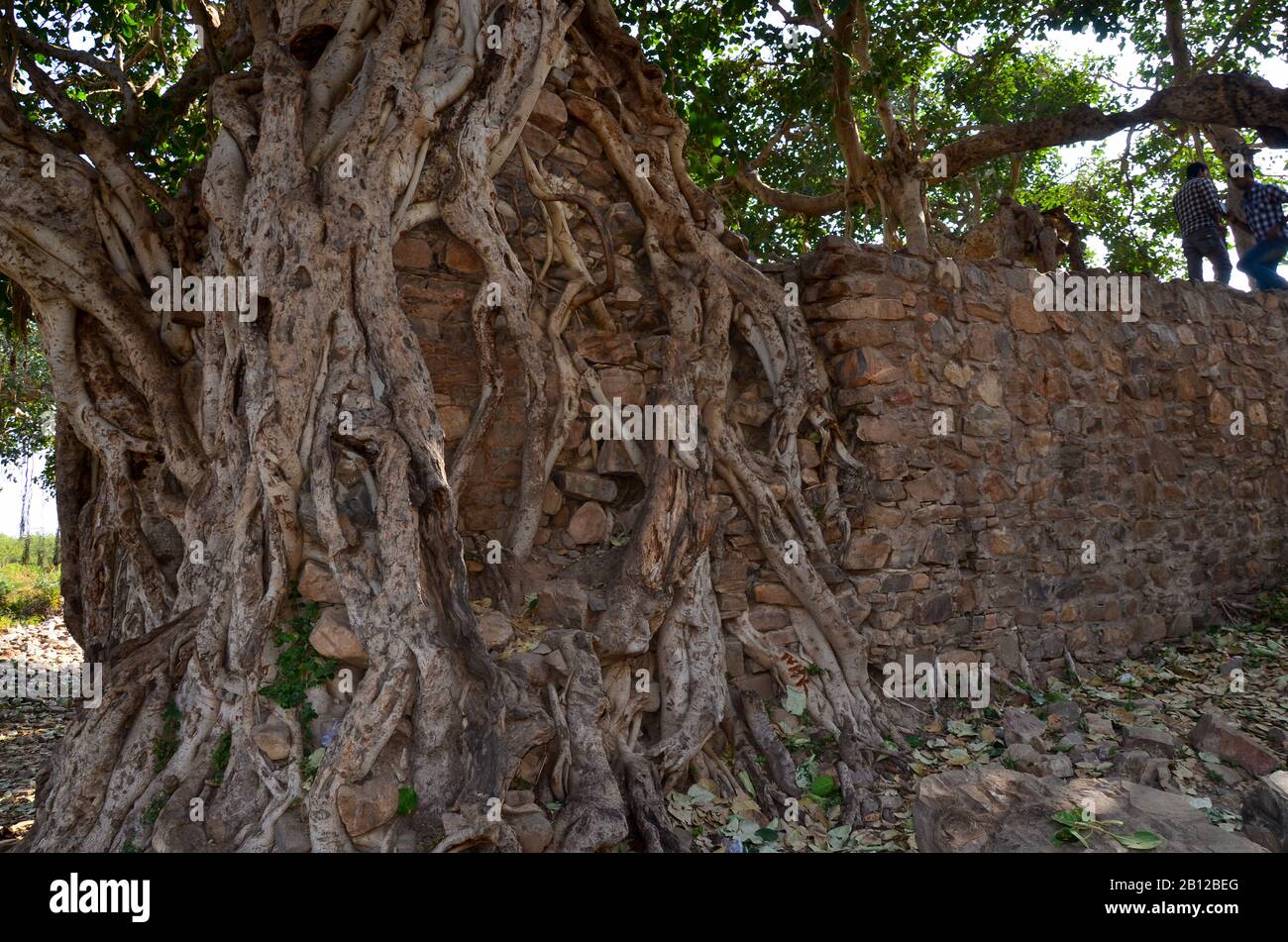 Old tree roots wrapped around hi-res stock photography and images - Alamy
