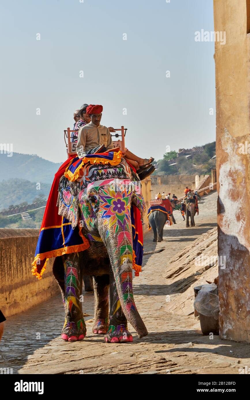 brightly painted Indian elephants bring tourists to the Amer Fort ...