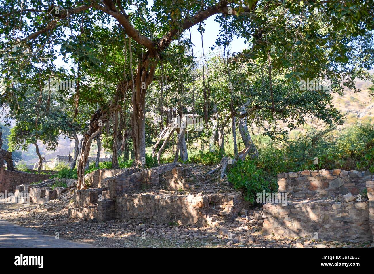 Old tree roots wrapped around hi-res stock photography and images - Alamy