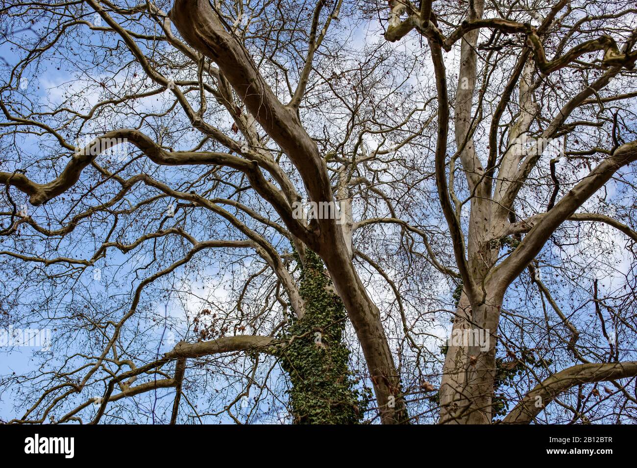 Wide-spreading crown of an old plane tree Stock Photo - Alamy