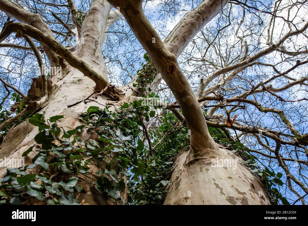Wide-spreading crown of an old plane tree Stock Photo - Alamy
