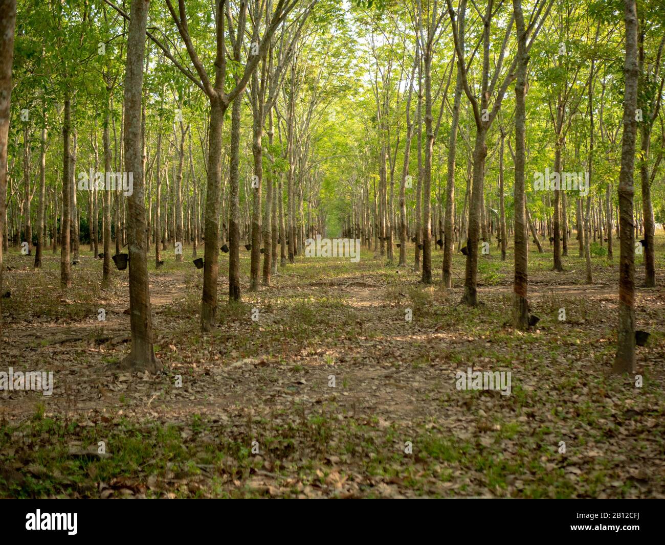 row of rubber tree in the rubber plantation Stock Photo - Alamy