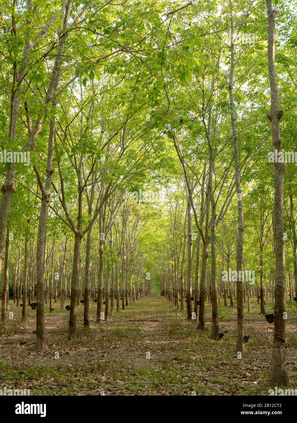 Row rubber tree in hi-res stock photography and images - Alamy