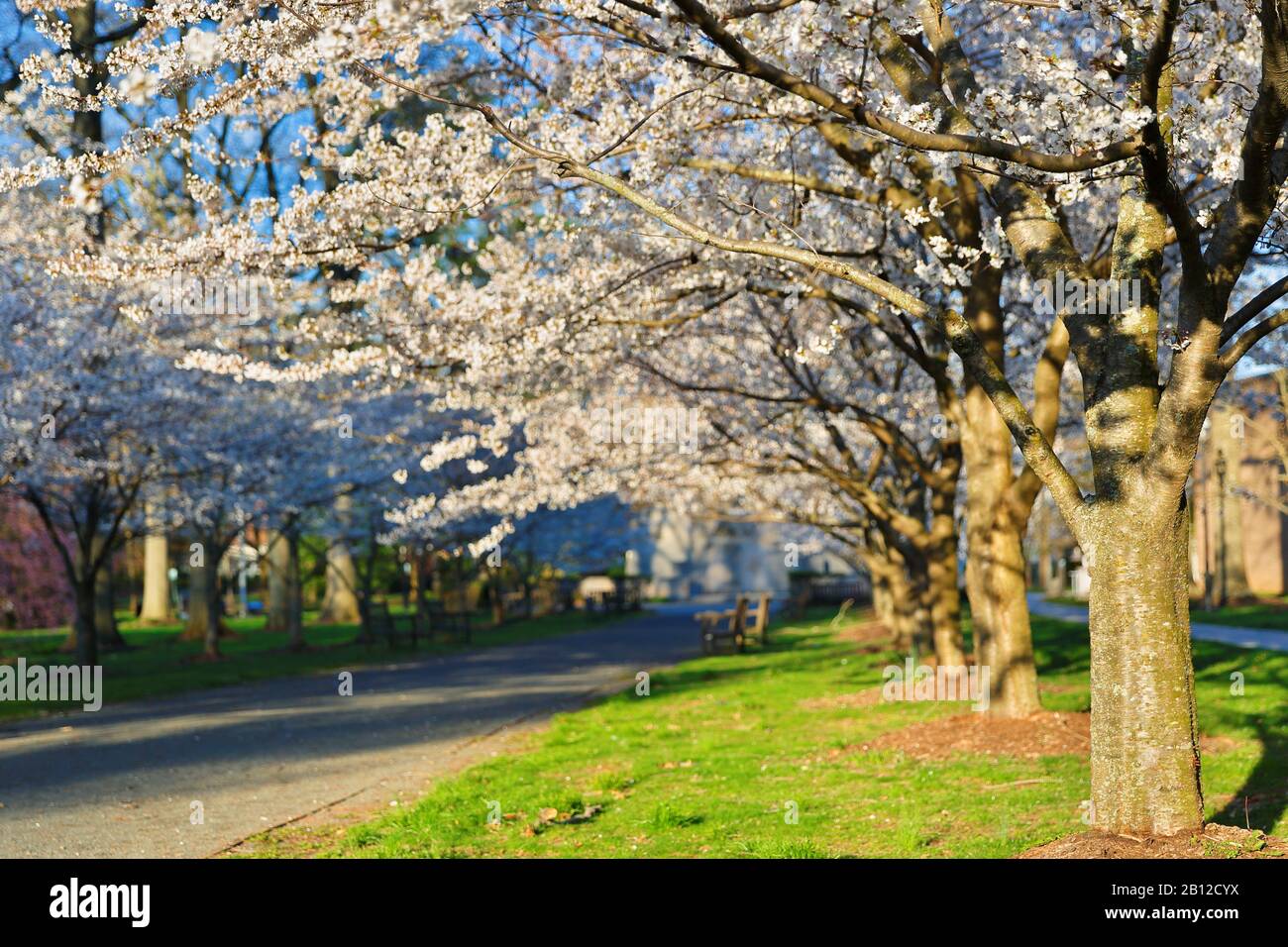 Cherry Blossoms on the campus of Princeton University at sunset ...