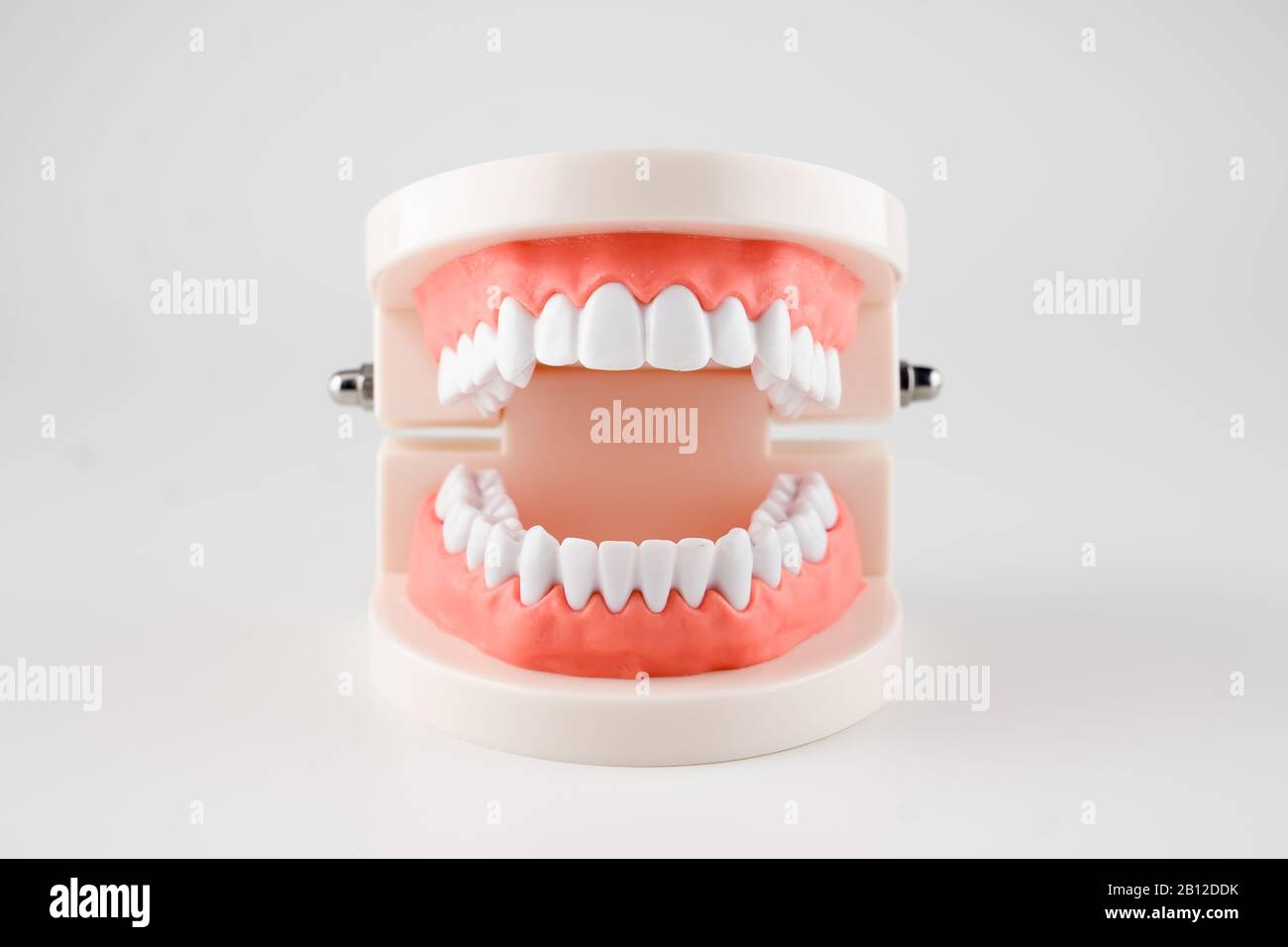 acrylic human jaw model for studying oral hygiene Stock Photo - Alamy