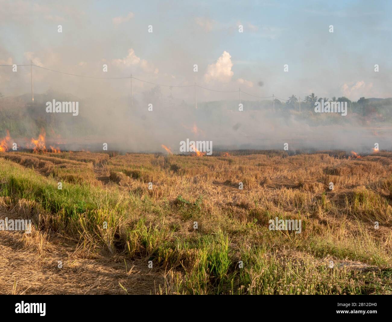 Burning Rice Grass High Resolution Stock Photography and Images - Alamy