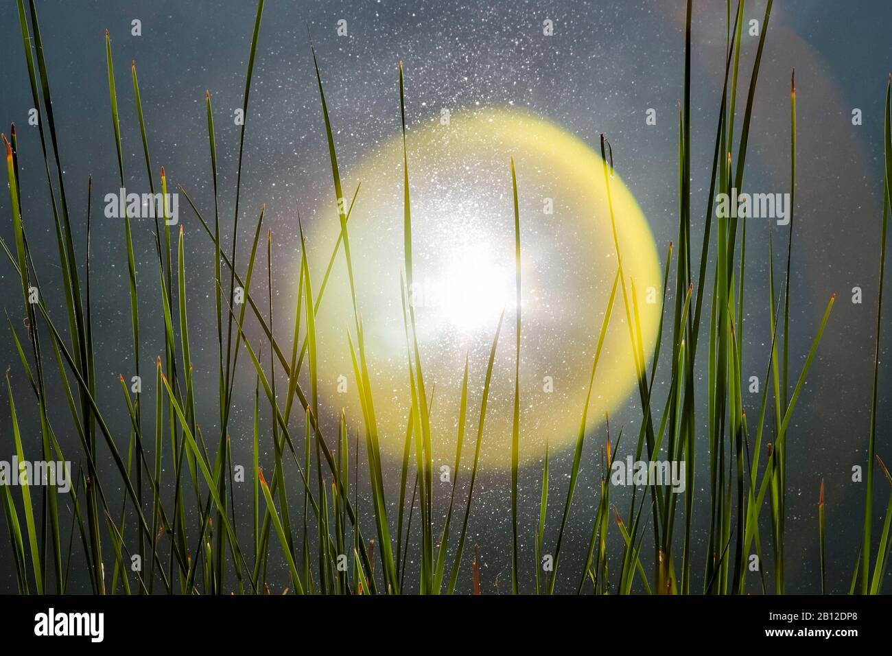 Sun reflection illuminating blades of grass Stock Photo - Alamy
