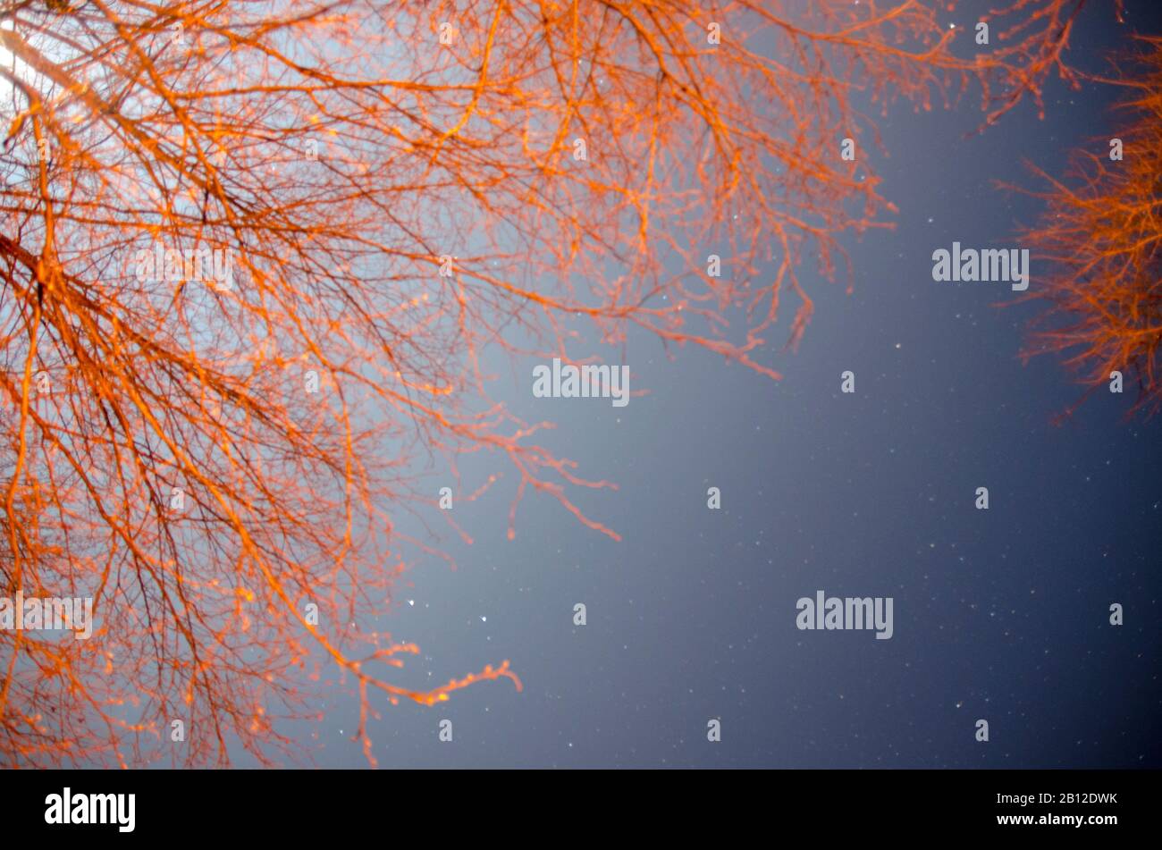 Branches and Stars Stock Photo - Alamy