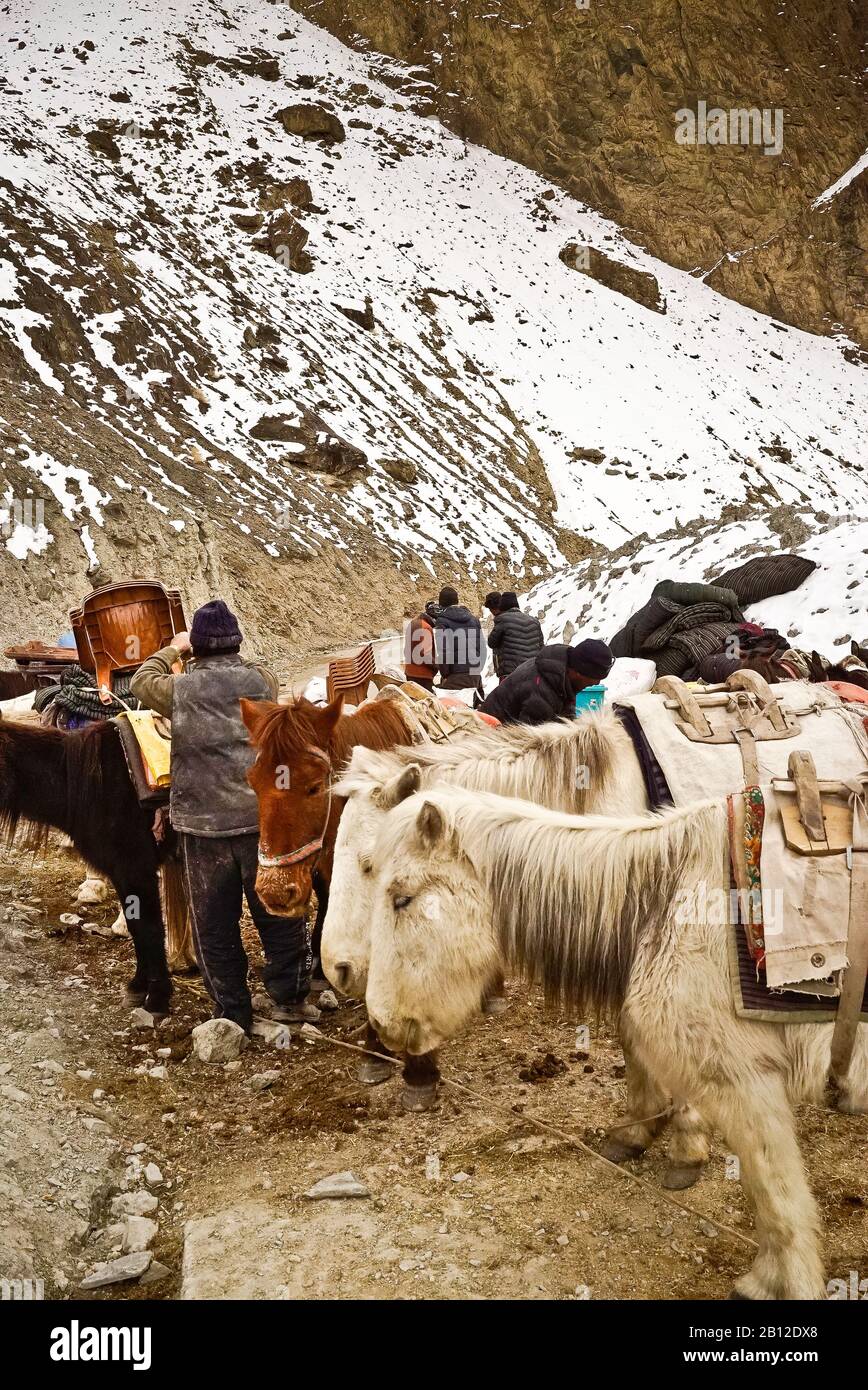 Snow leopard expedition. Rumbak valley, Hemis national park. Himalayas ...