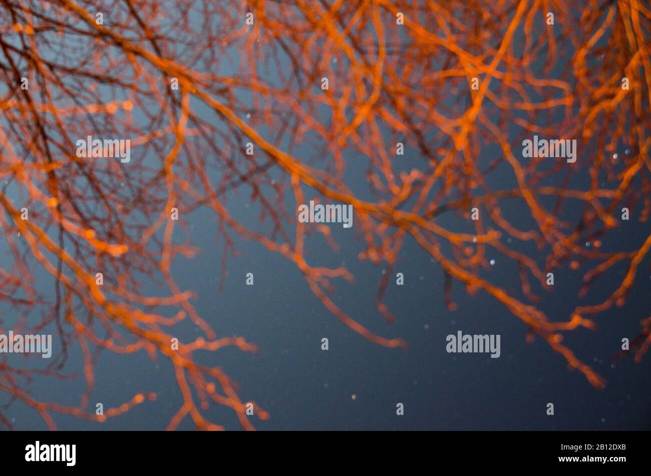 Branches and Stars Stock Photo - Alamy