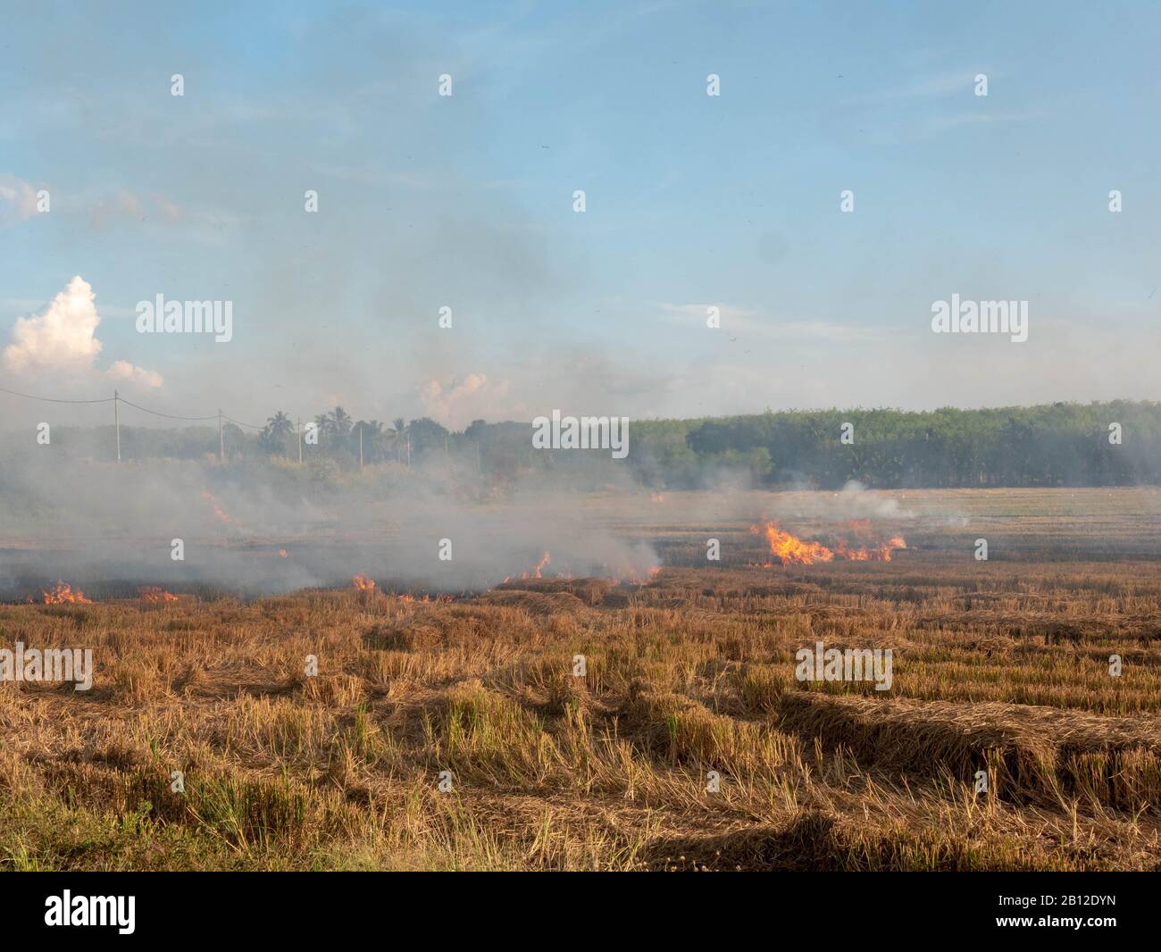 open burning of rice straw after harvesting Stock Photo - Alamy