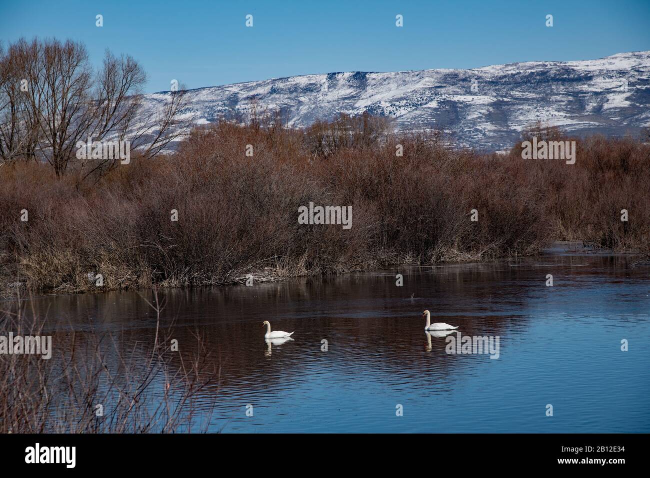 Mating pair of Mute Swans swimming in a river. These beautiful ...