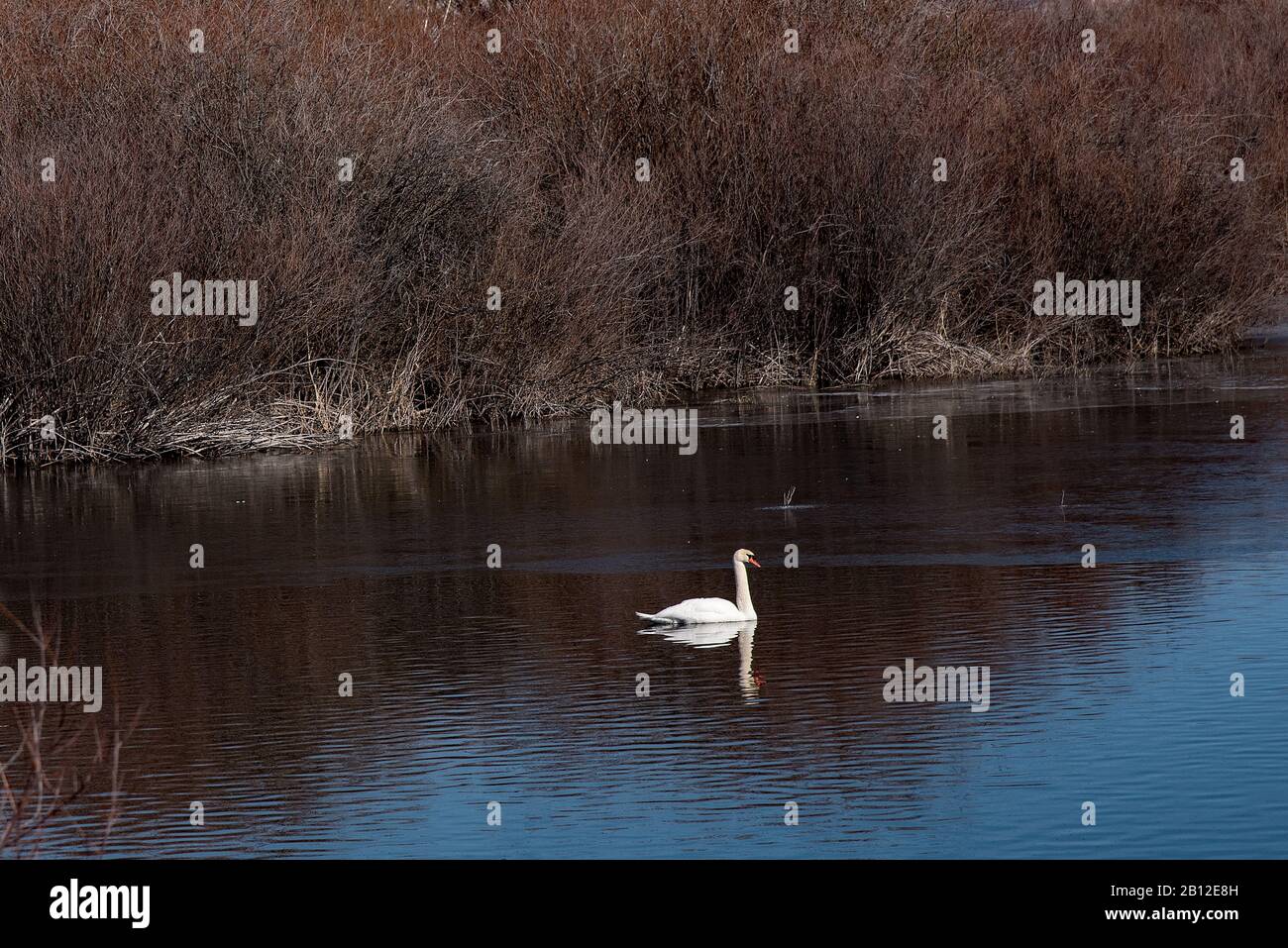 Mating pair of Mute Swans swimming in a river. These beautiful ...