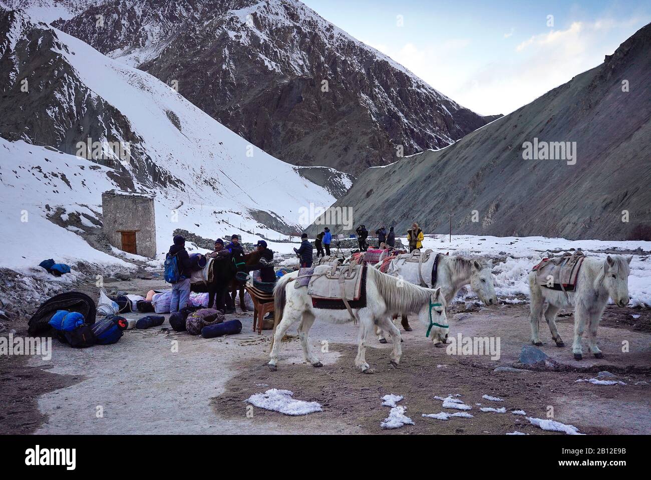 Snow leopard campiste. Rumbak valley, Hemis national park. Ladakh ...